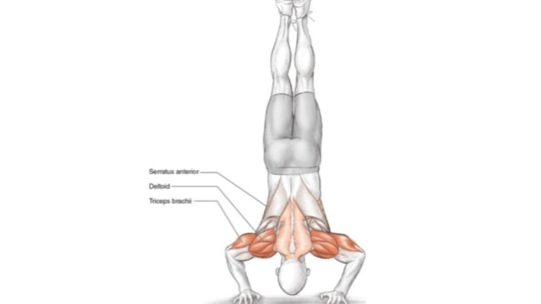 What Muscles Do Handstands Work? Complete Guide - XcelerateGyms