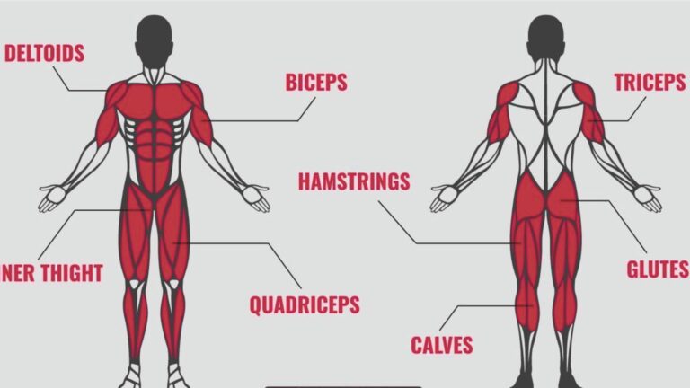Muscle Groups to Workout Together for Better Results - XcelerateGyms