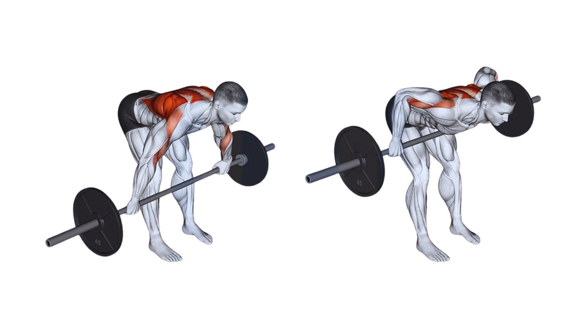 Build Rear Delts with the Barbell Rear Delt Row - XcelerateGyms