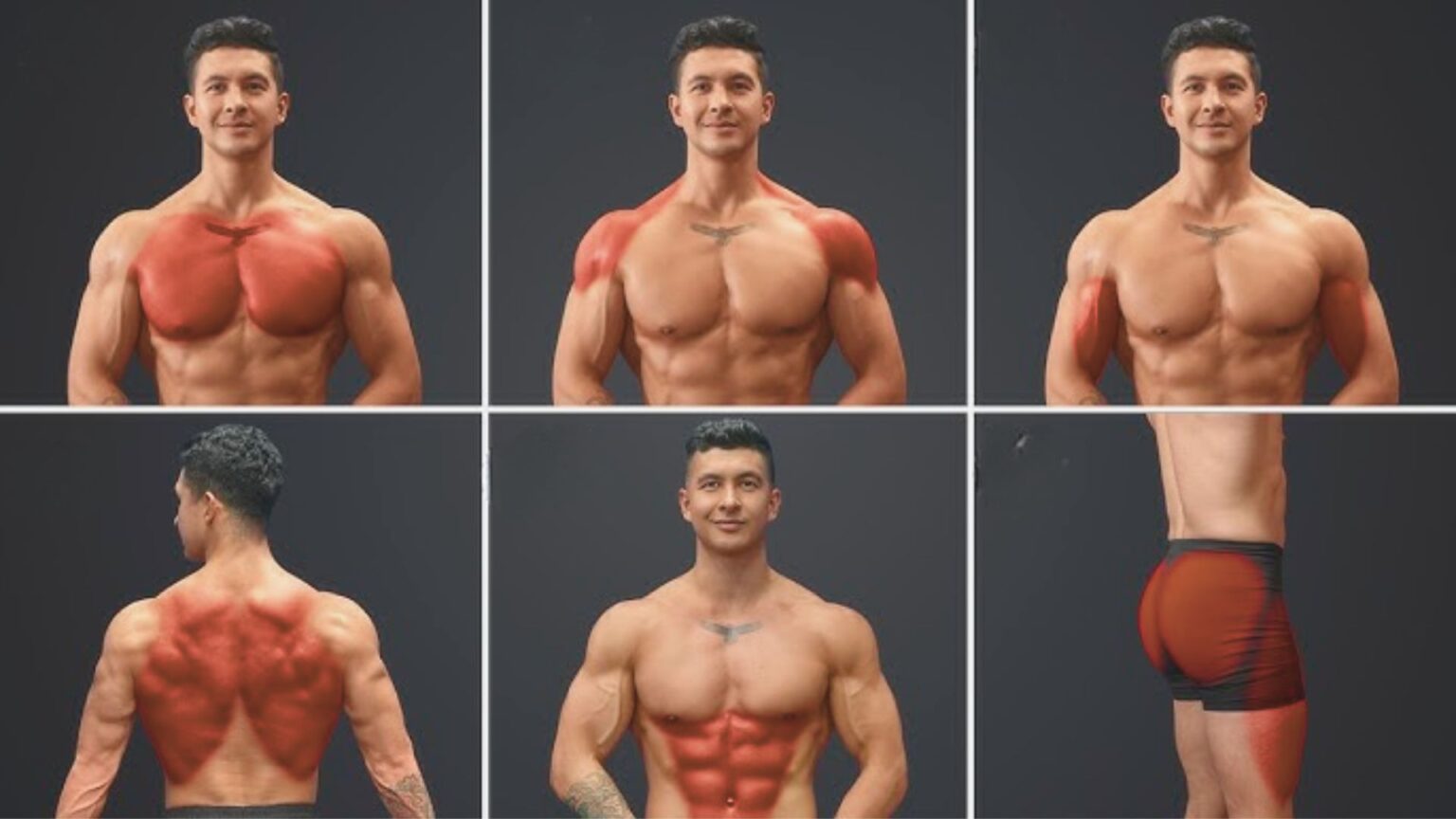 Muscle Groups to Workout Together for Better Results - XcelerateGyms