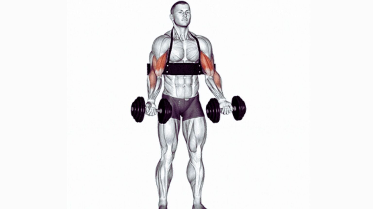 13 Arm Machines at The Gym: Names, Full List & Benefits - XcelerateGyms