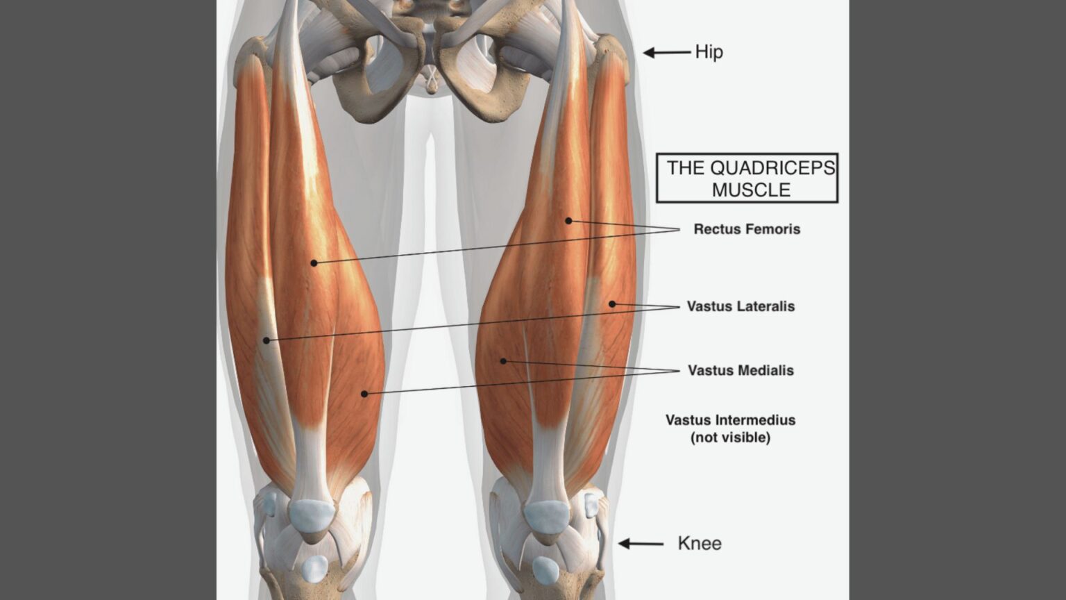 15 Best Dumbbell Quad Exercises for Strong Legs - XcelerateGyms