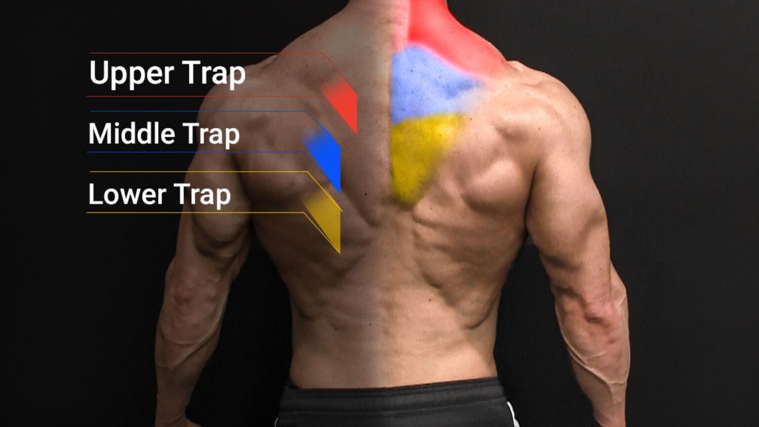 Traps Workout with Dumbbells: 11 Best Exercises - XcelerateGyms
