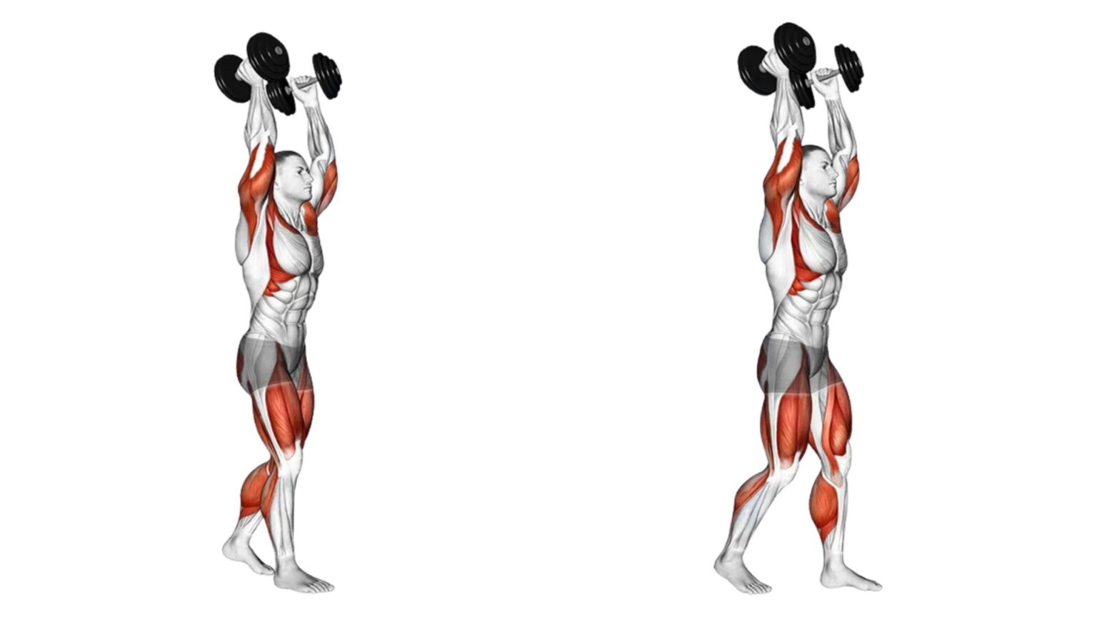 Traps Workout with Dumbbells: 11 Best Exercises - XcelerateGyms