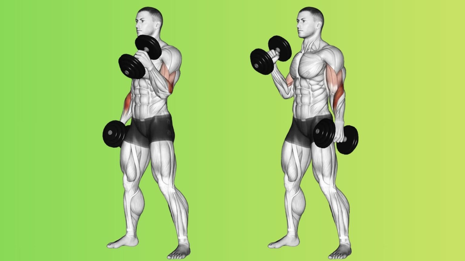 Hammer Curl vs Reverse Curl: Which Is Better for Arms? - XcelerateGyms