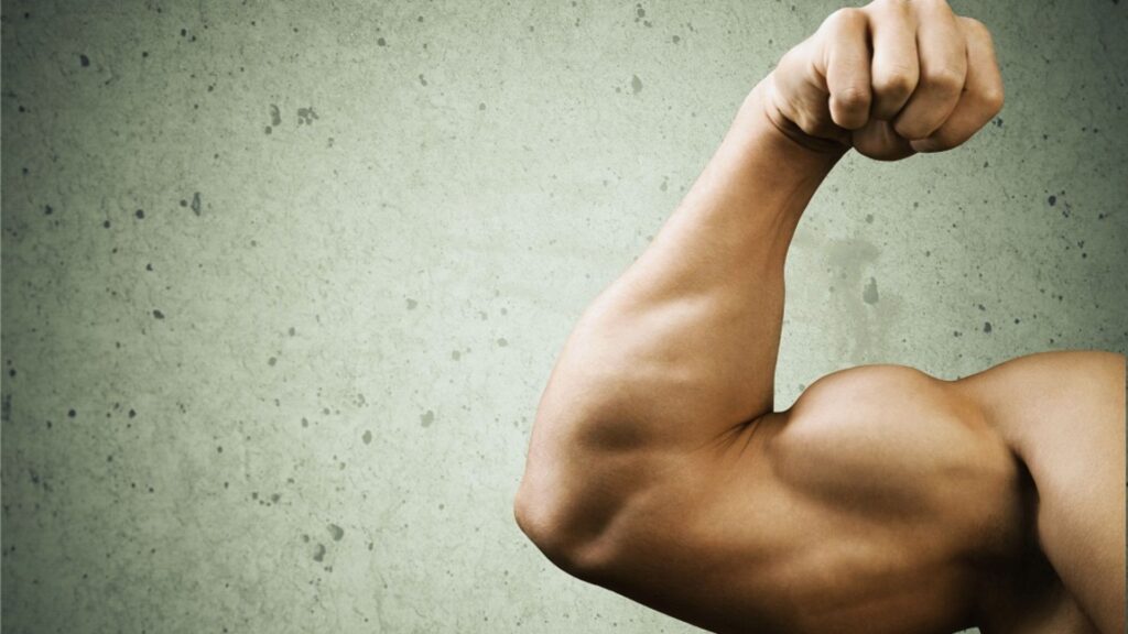 Long vs Short Bicep: Which Grows Faster? - XcelerateGyms
