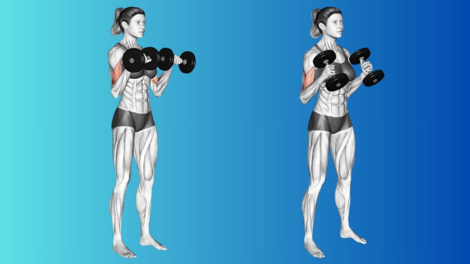 Hammer Curl vs Reverse Curl: Which Is Better for Arms? - XcelerateGyms